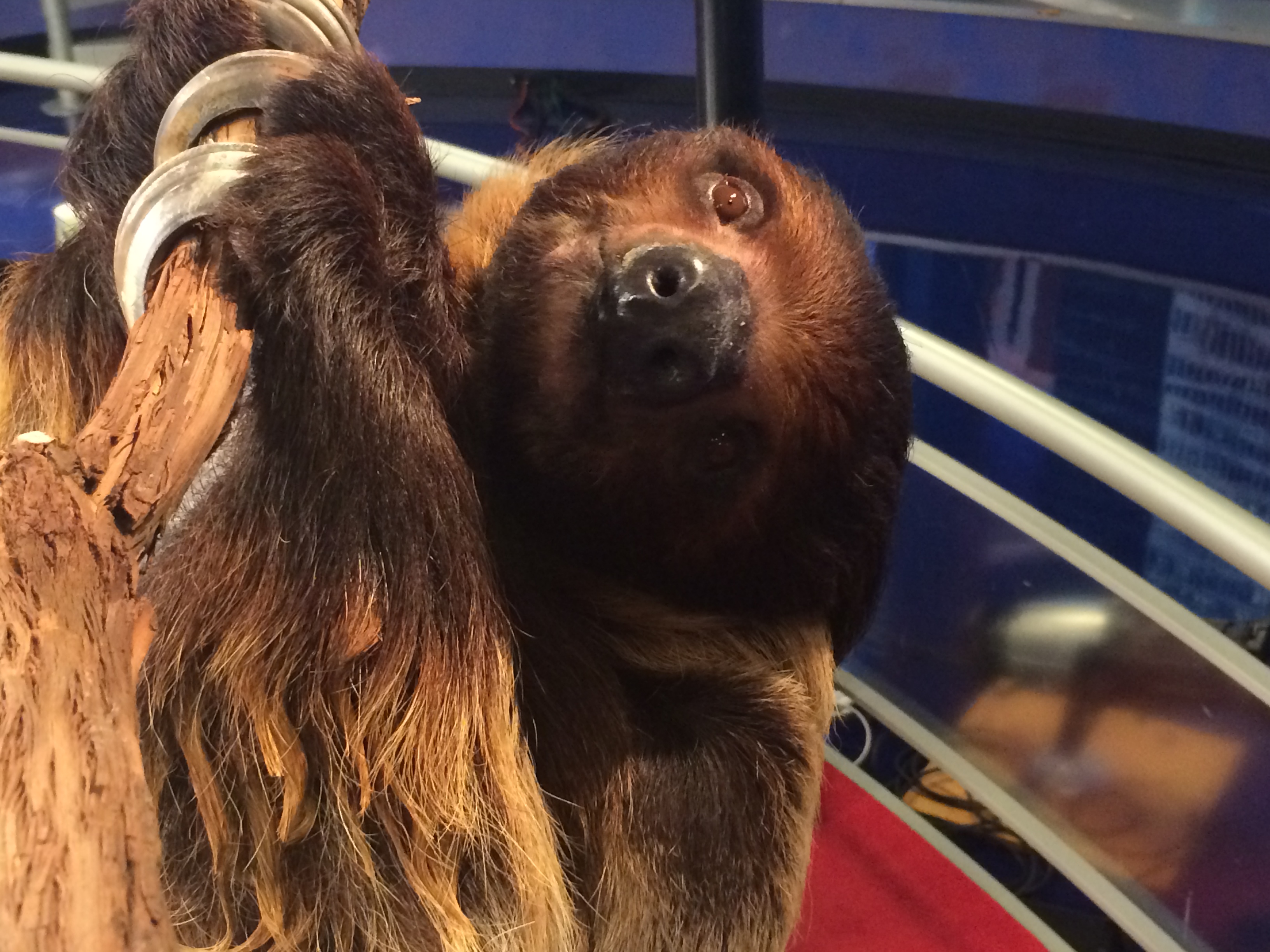 Slowly celebrate Sloth Day | 9news.com