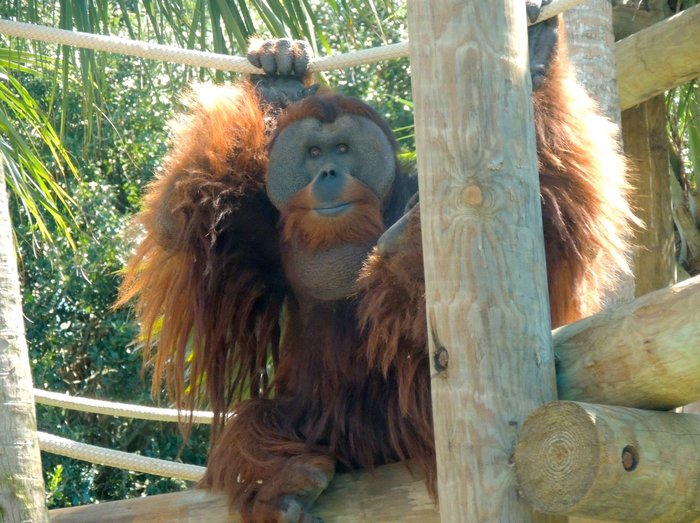 Meet Berani, the Denver Zoo's new orangutan | 9news.com
