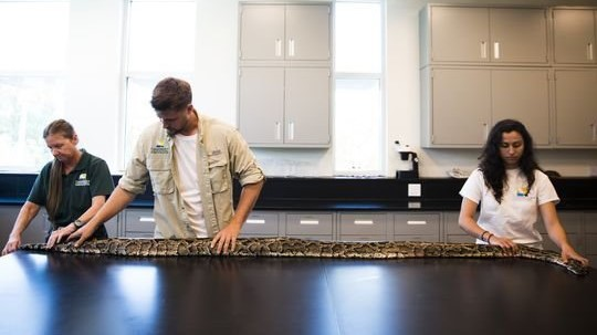 Snakes alive! 31-pound Burmese python devours 35-pound white-tailed deer fawn in Florida | 9news.com