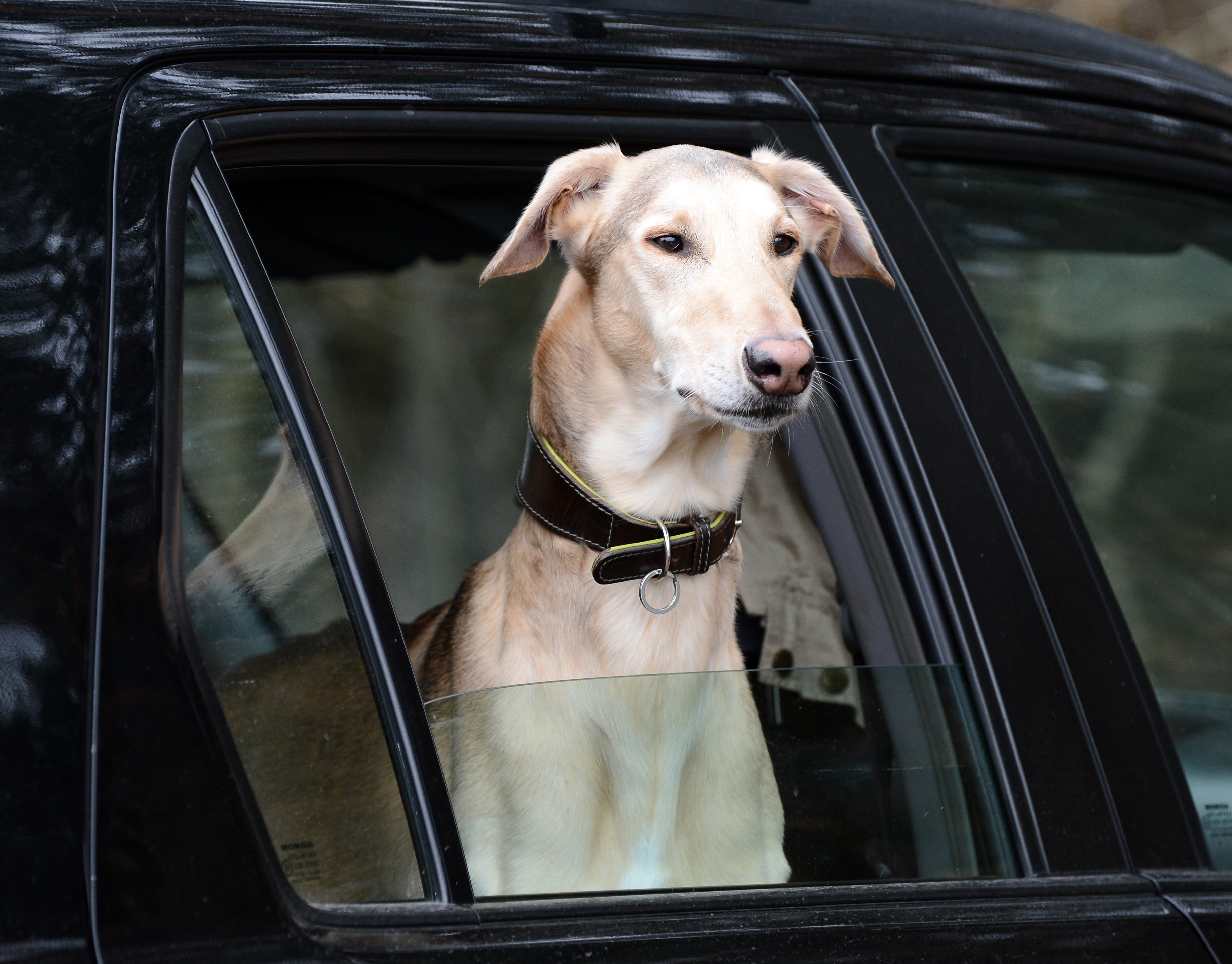 Driving with your dog as dangerous as texting | 9news.com