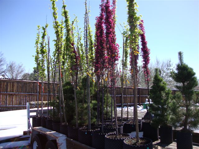 Tree sale branches out to a unique event | 9news.com