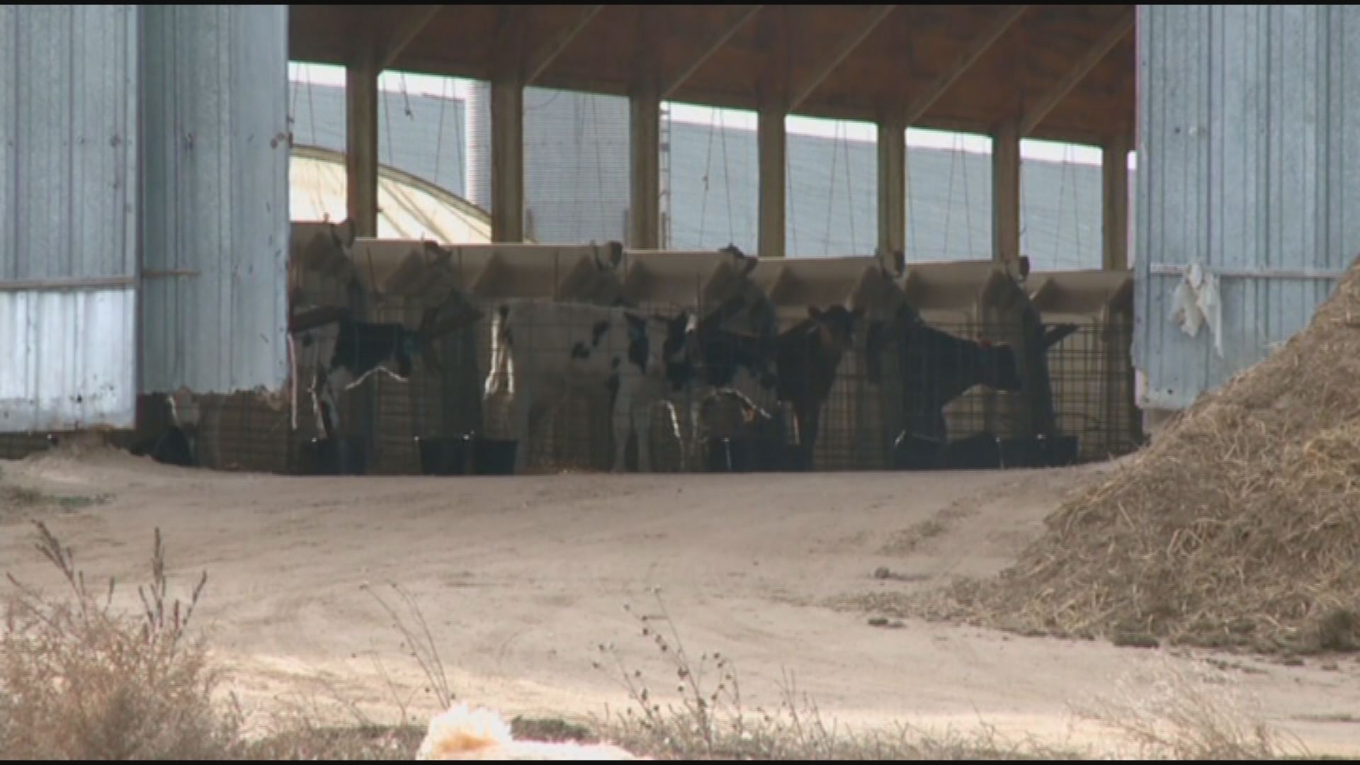 Two men sentenced to 2 years probation for animal cruelty | 9news.com