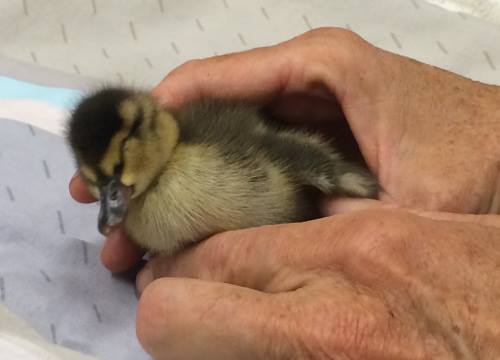 Rehabilitators not giving up on abused ducklings | 9news.com