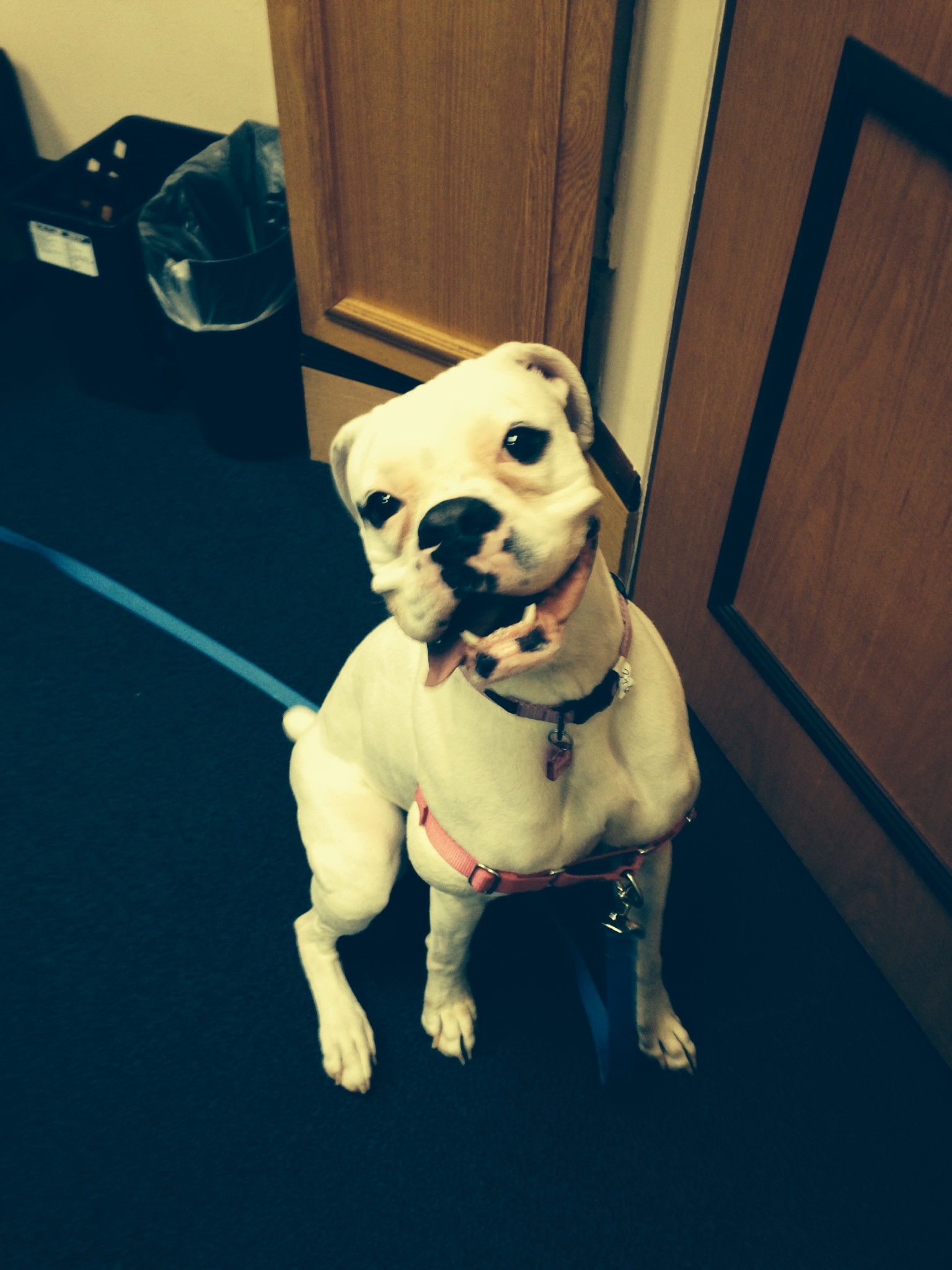 Party dog named Roxy hoping for a new home | 9news.com