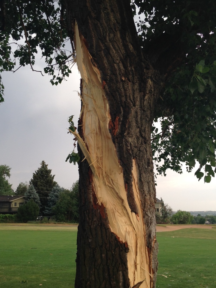 Lightning strikes tree at Broomfield Golf Course | 9news.com