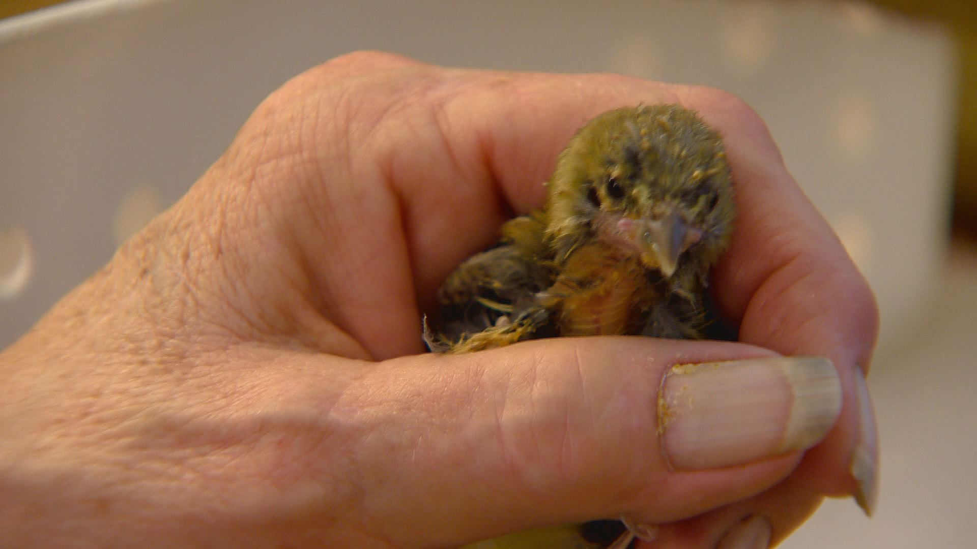 Wild bird rehab facility on the brink of closure | 9news.com