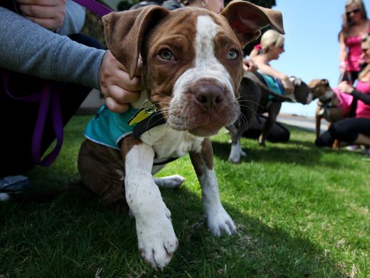 Pit bull vote aims to settle disputes over breeds | 9news.com