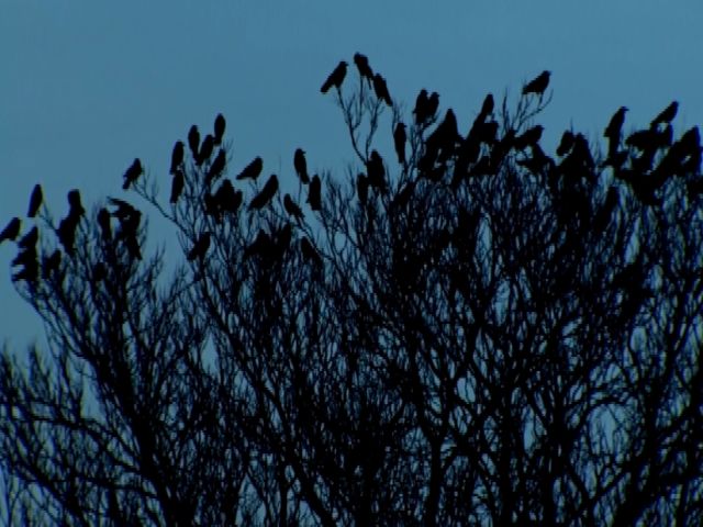 Town declares war on crows | 9news.com
