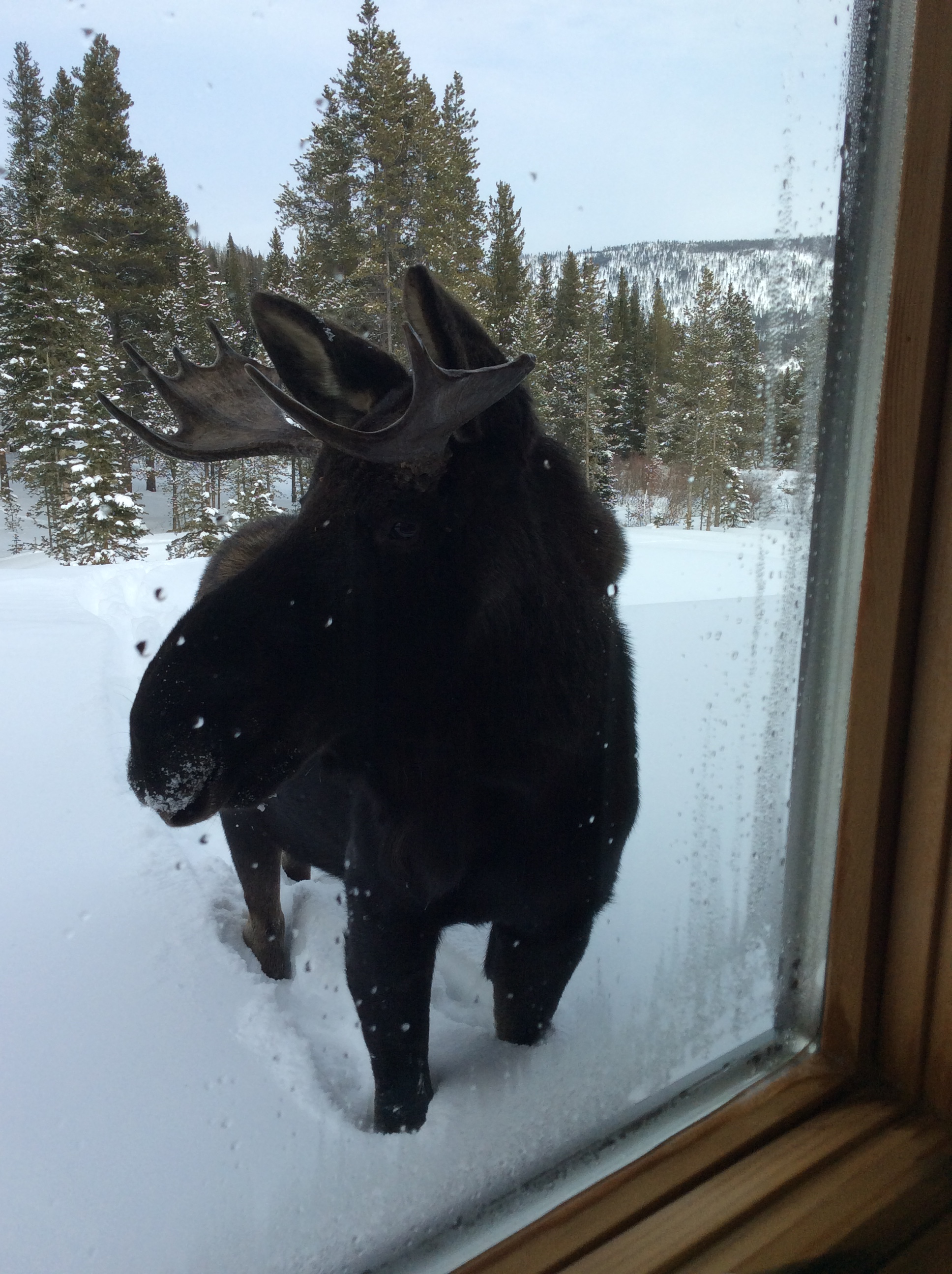 Move over for moose | 9news.com