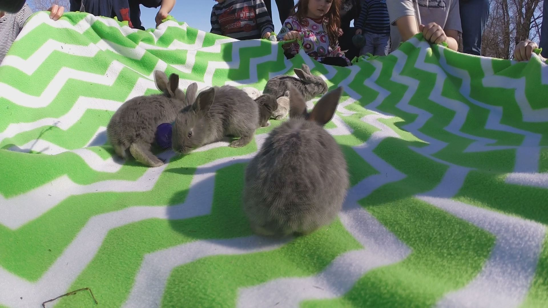 There's a business that lets you rent bunnies | 9news.com