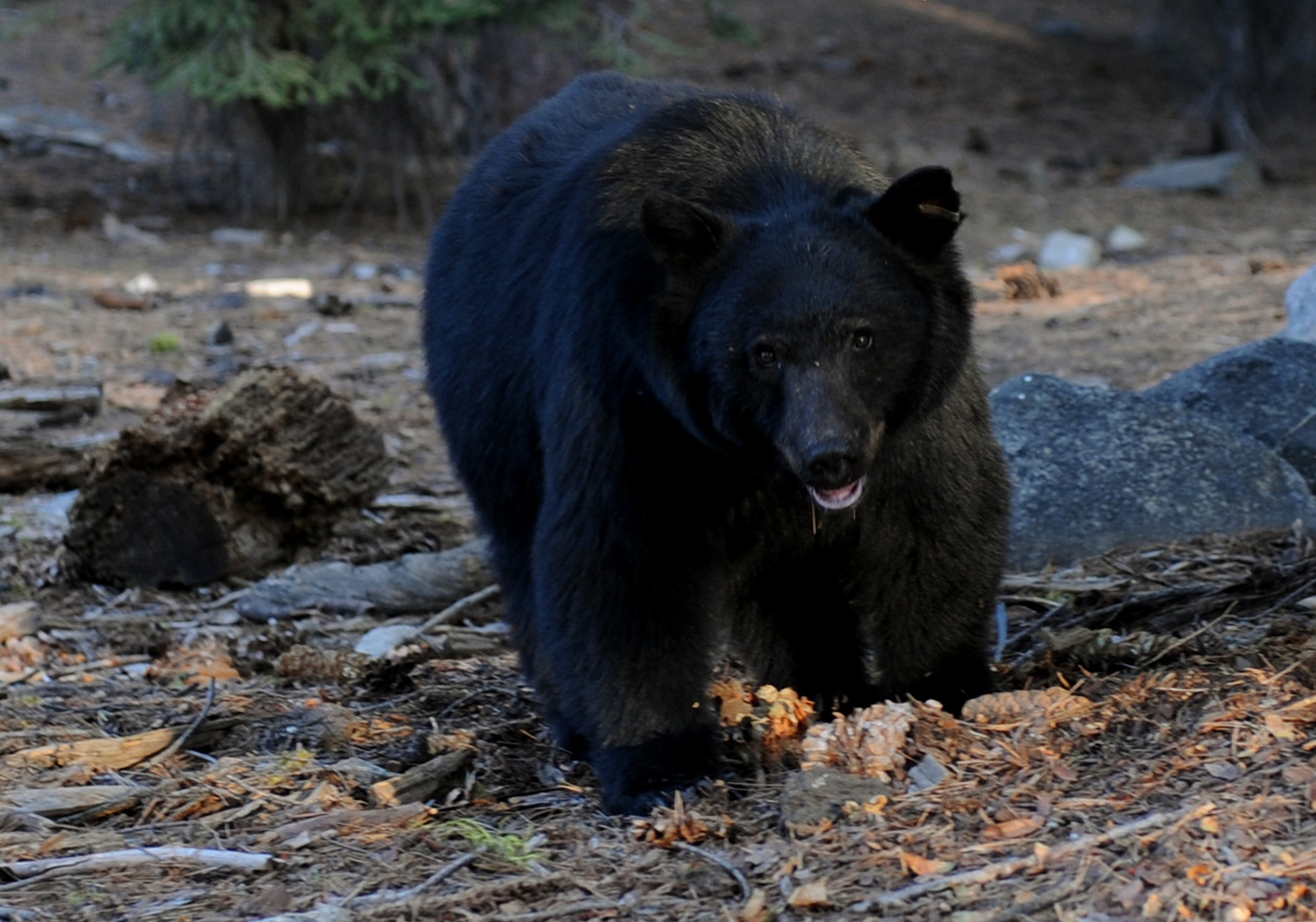 Bear Rips Off Car Bumper To Get To Doughnuts | wcnc.com