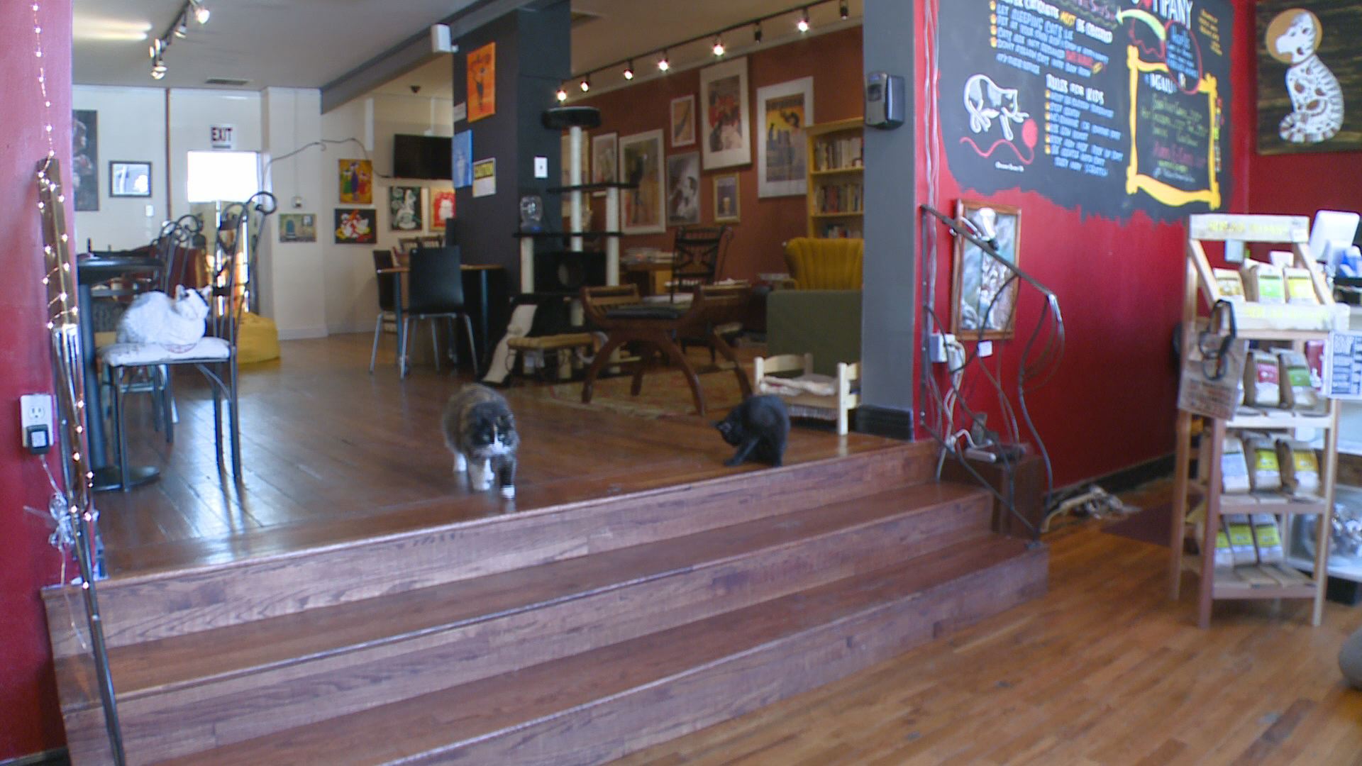 Denver's cat cafe faces lawsuit over cat bite | 9news.com