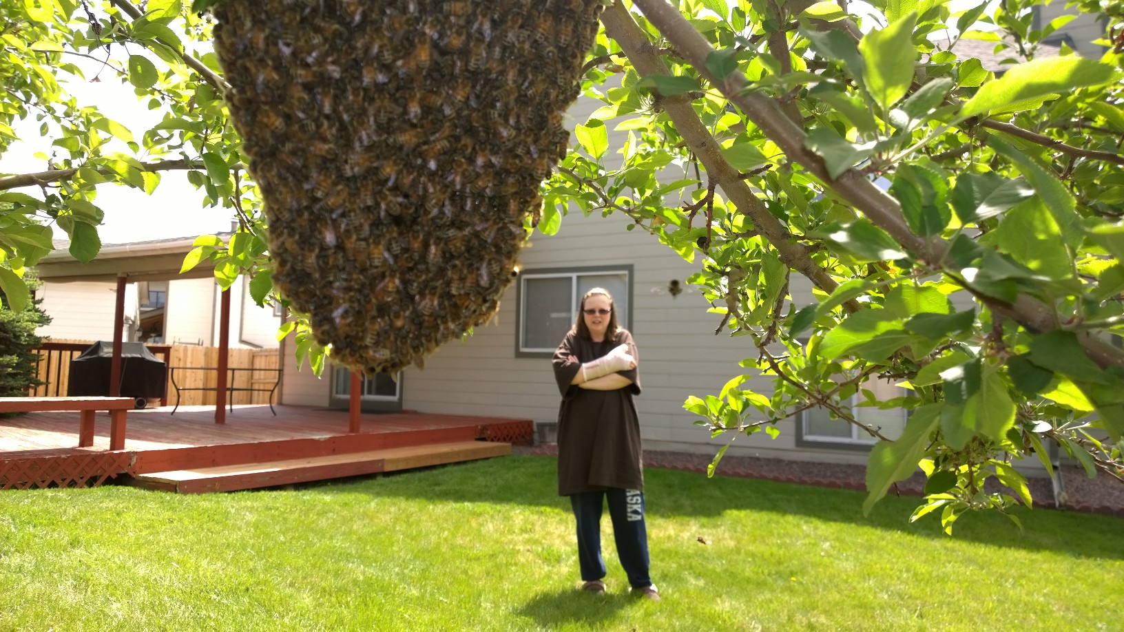 Large bee swarm removed from Westminster home | 9news.com