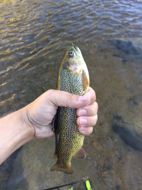 Trout from the Animas River safe to eat | 9news.com