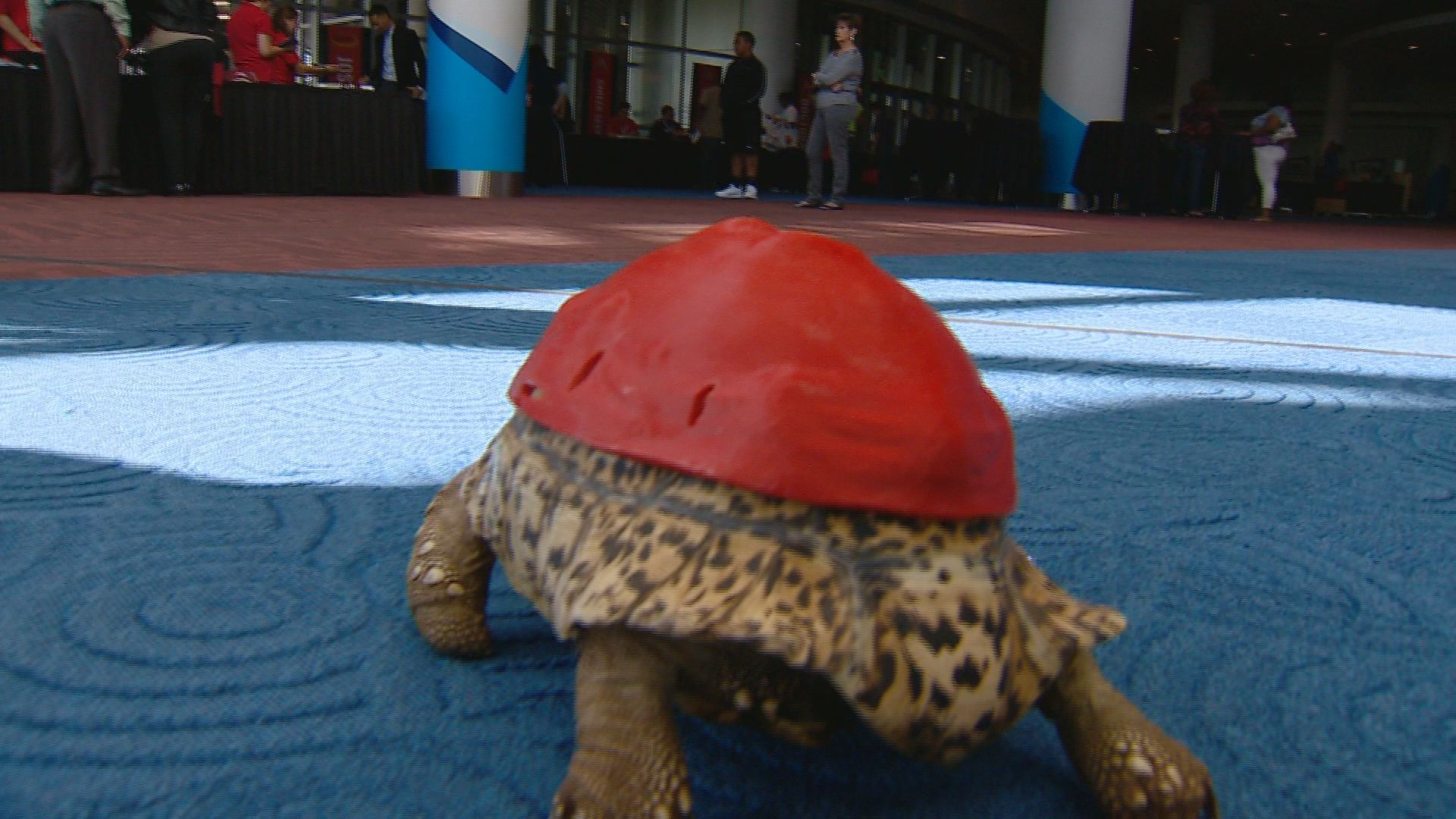 Tortoise has final fitting for prosthetic shell | 9news.com