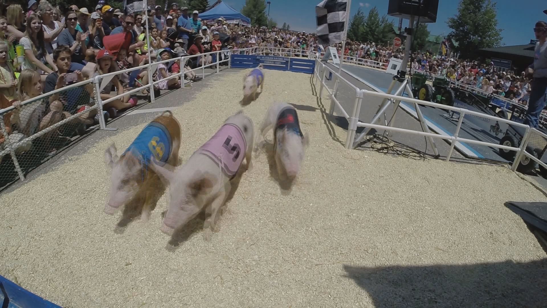 Fans gather for pig races at BBQ challenge | 9news.com