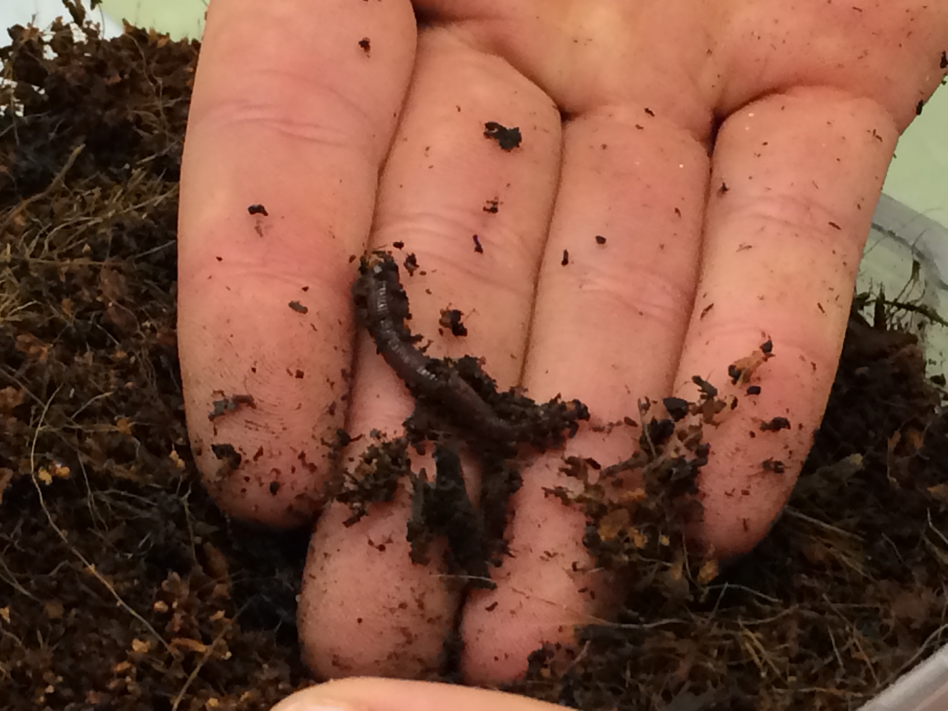 Students send worms to ISS to be tested | 9news.com