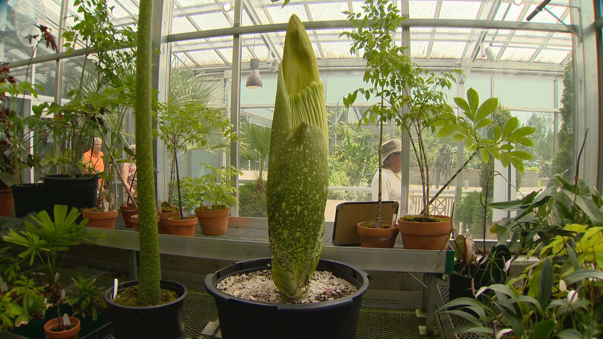 LIVE WEBCAM: Watch the corpse flower bloom | 9news.com