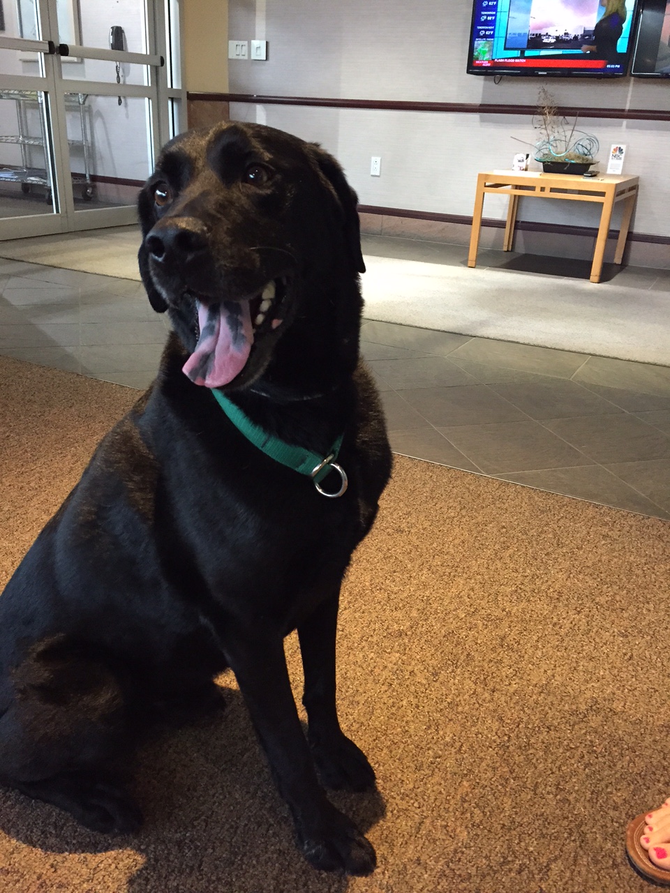 Petline9: Adopt a 4-year-old black lab mix | 9news.com