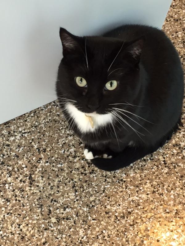 Petline9: Hundreds of local cats need homes | 9news.com