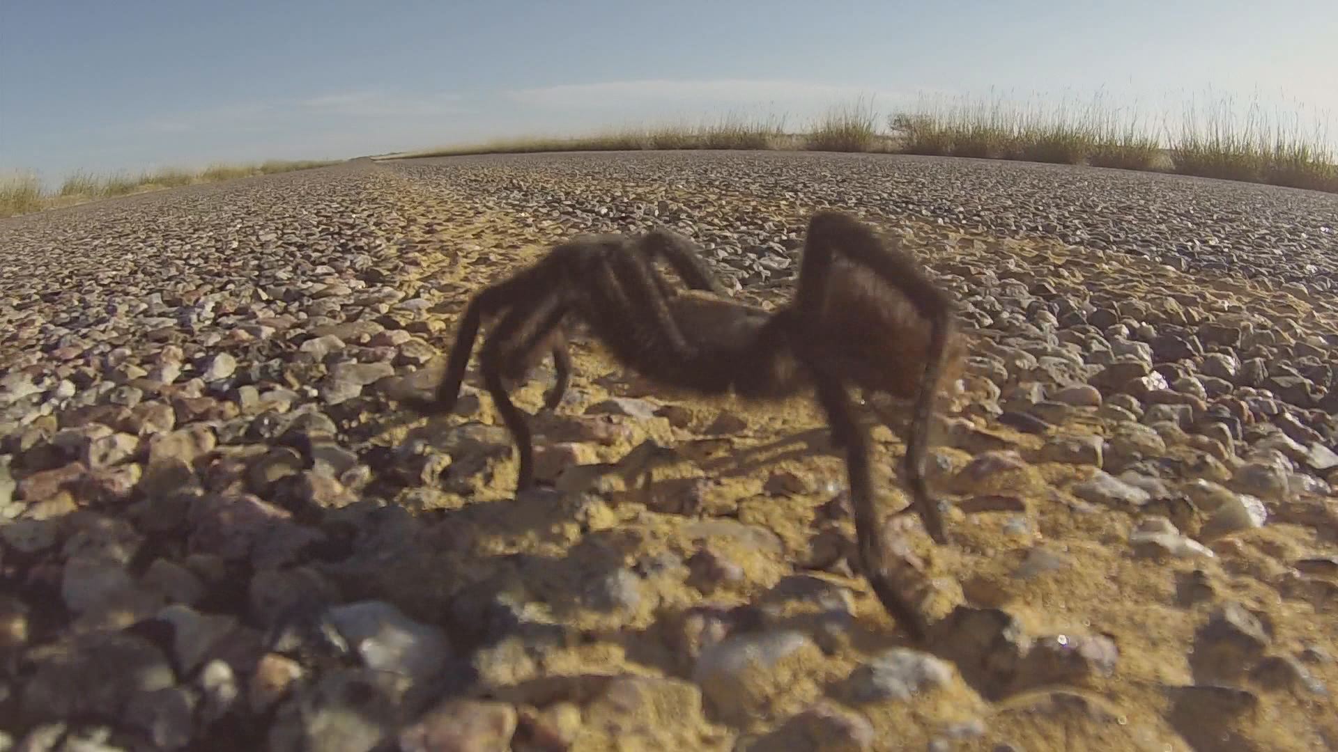 Why did the tarantula cross the road? | cbs8.com