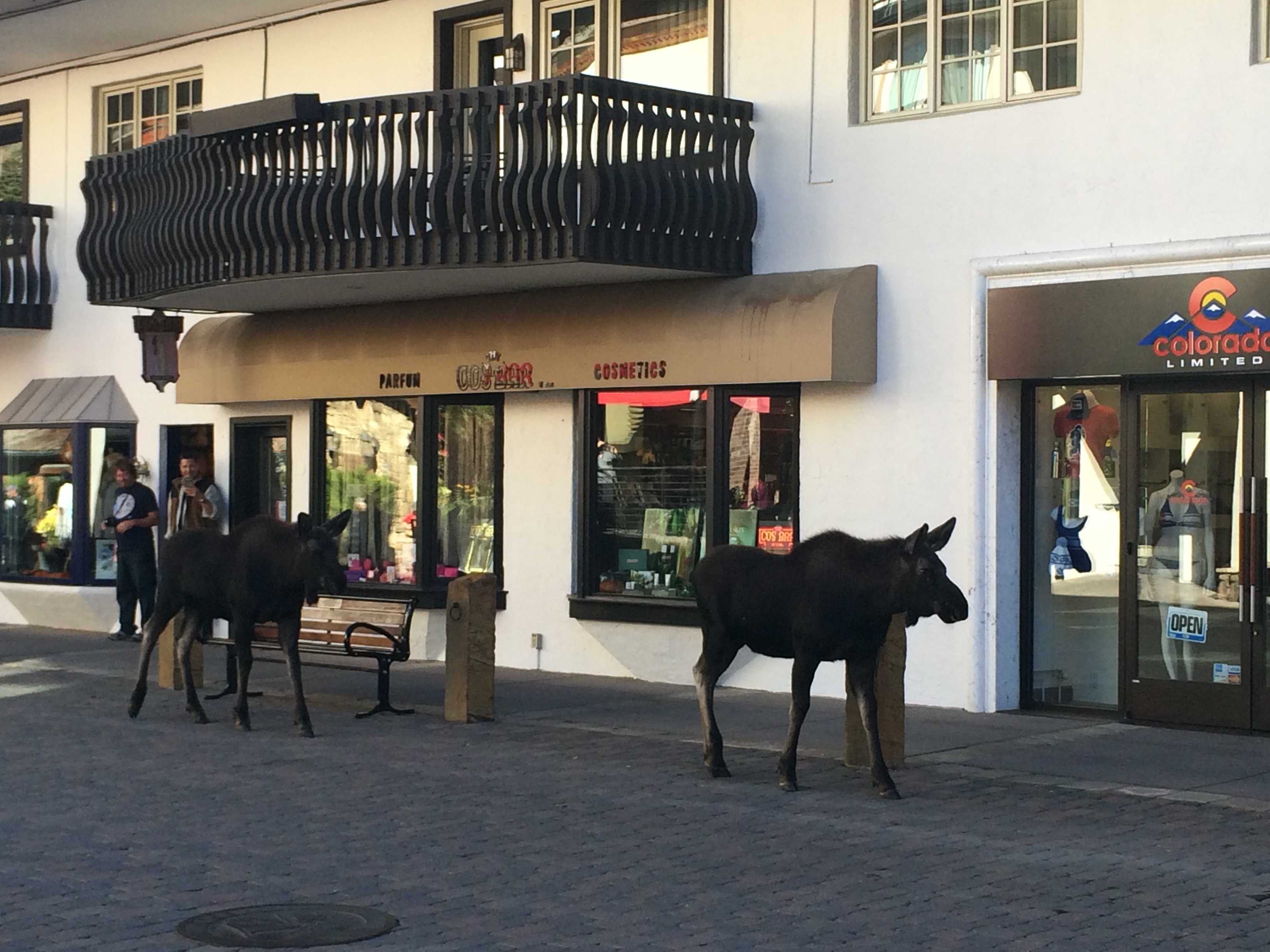 Moose go window shopping in Vail Village | 9news.com