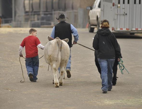 Colorado Cattlemen's Association picks new HQ site | 9news.com