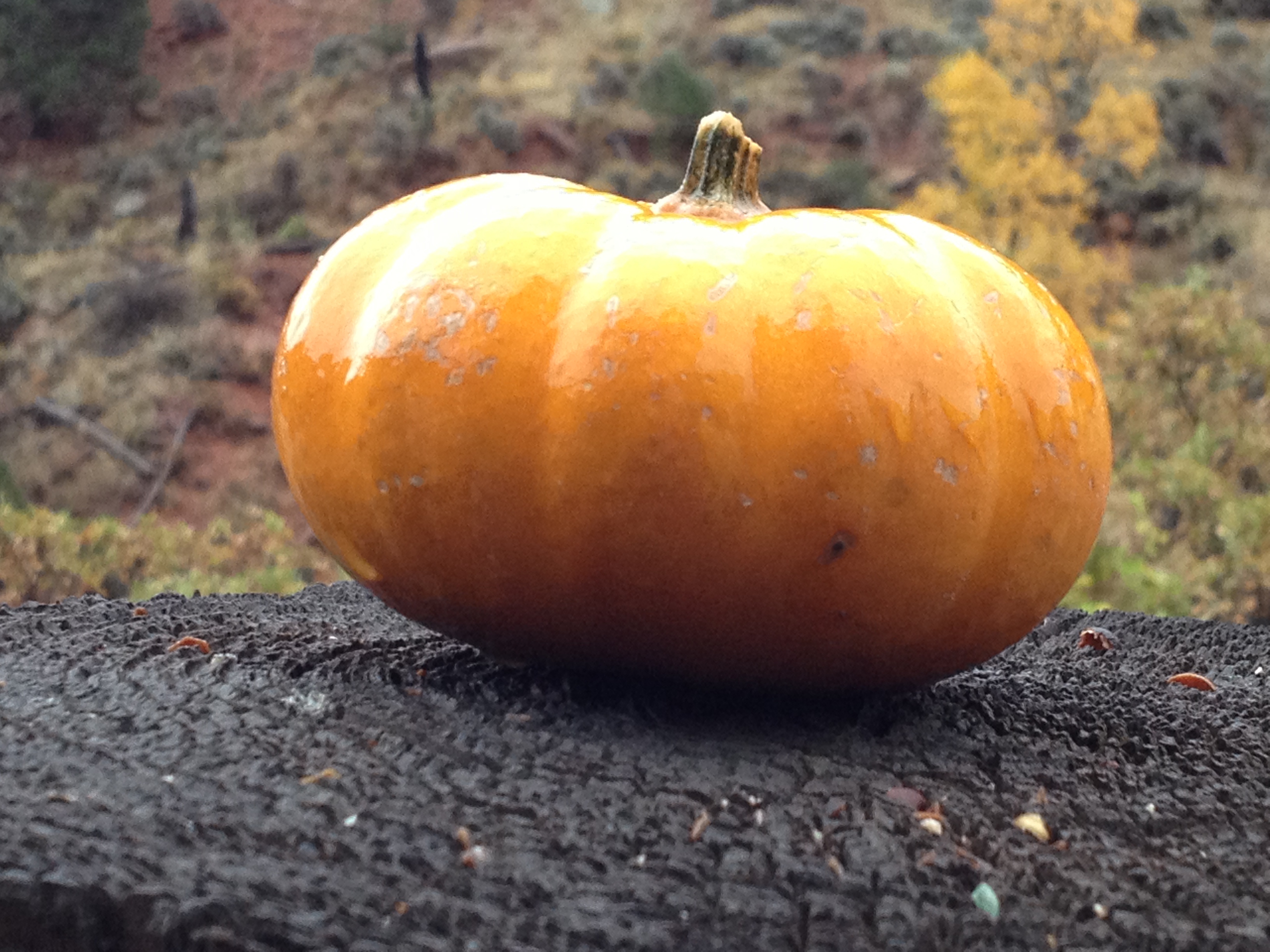 Mysterious pumpkins appear annually in Colorado town | 9news.com