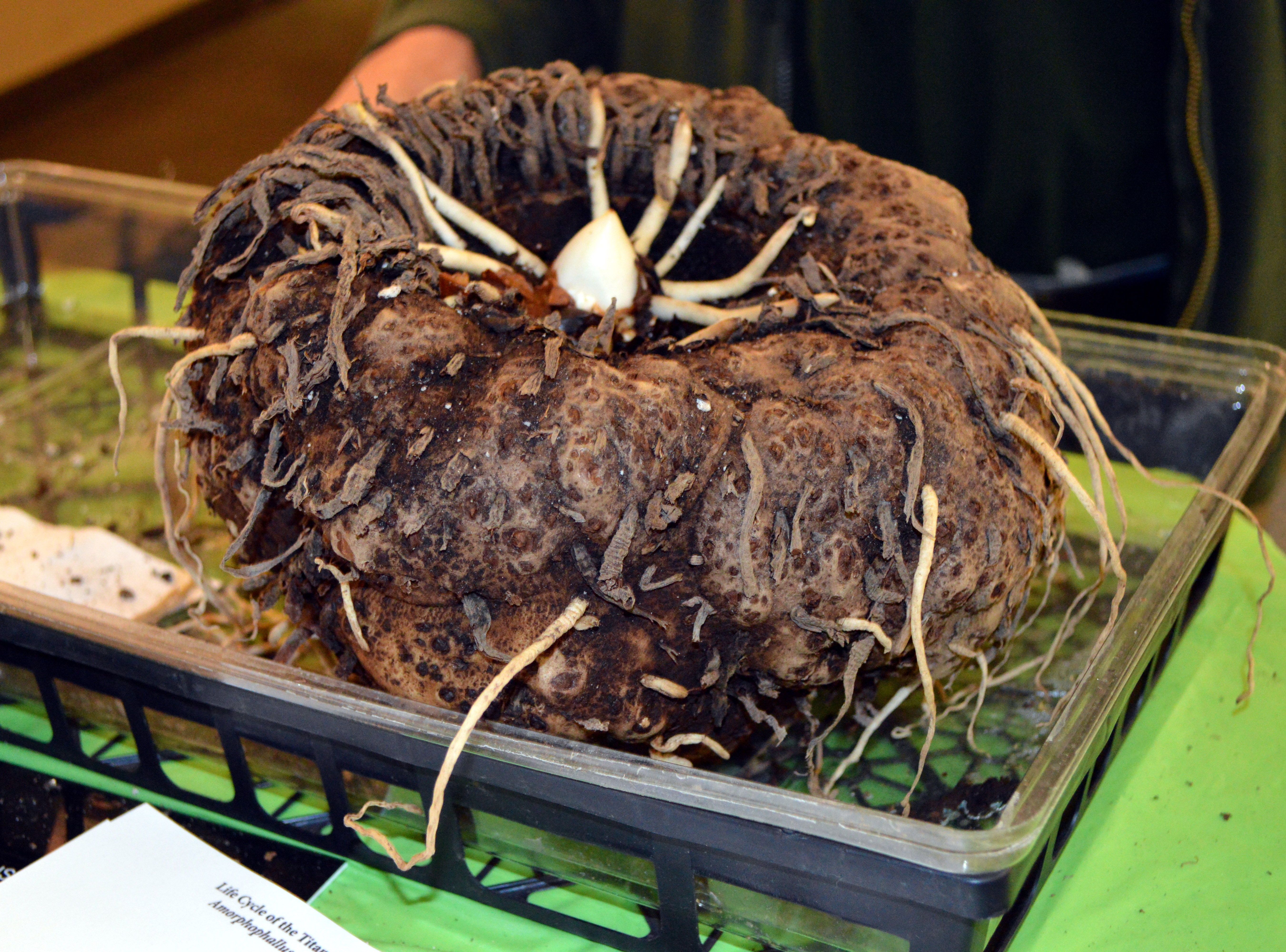 9 things to know about the corpse flower | 9news.com