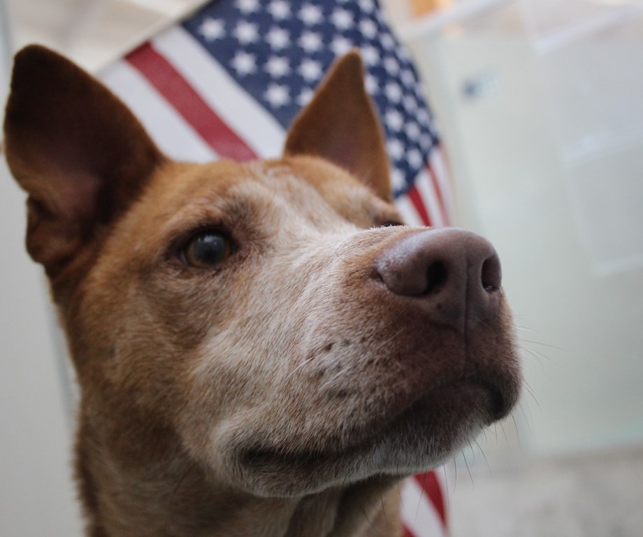 Honor a veteran by giving them a pet for Veteran's Day | 9news.com