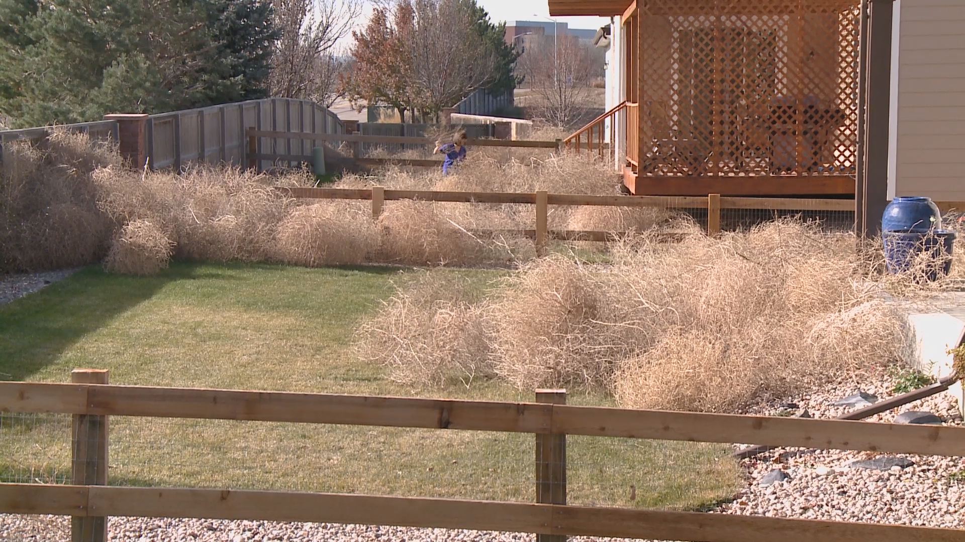 Tumbleweeds take over Greeley neighborhood | 9news.com
