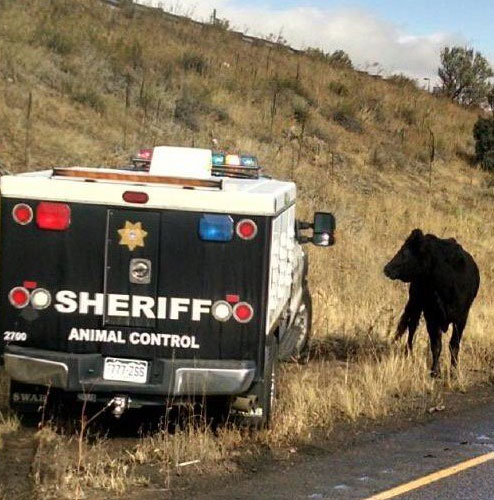 JeffCo Animal Control tackles a cow near I-70 | 9news.com