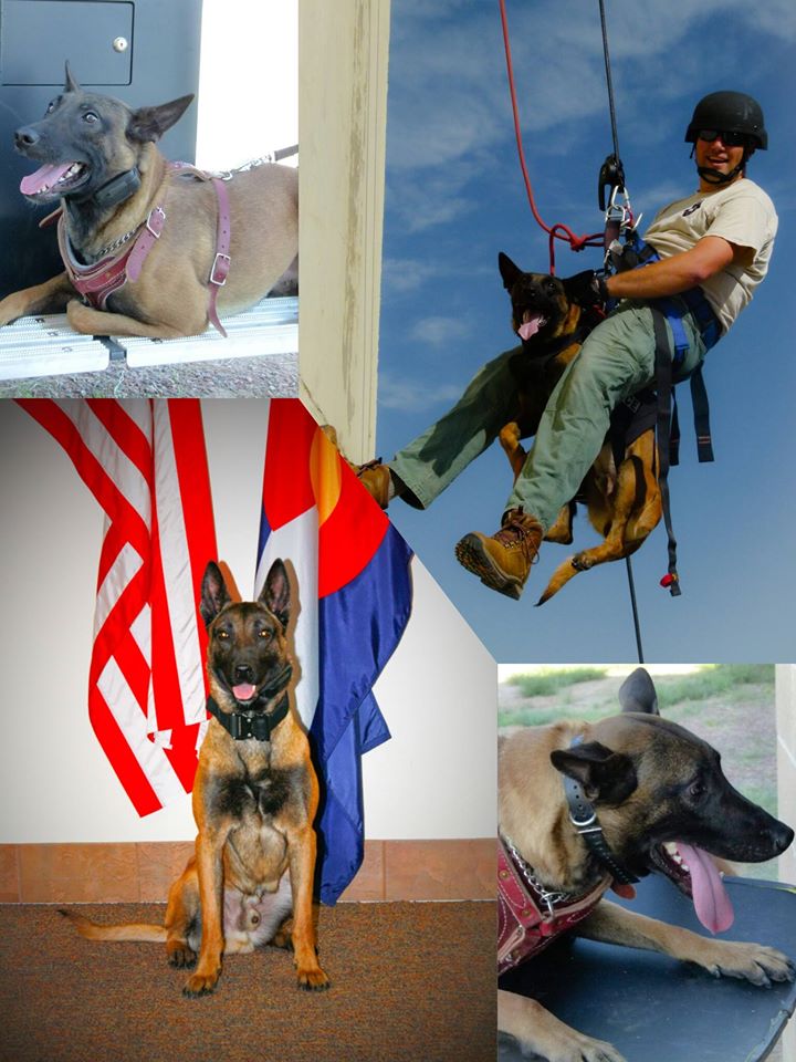 Help Loveland K9 get a Kevlar vest | 9news.com