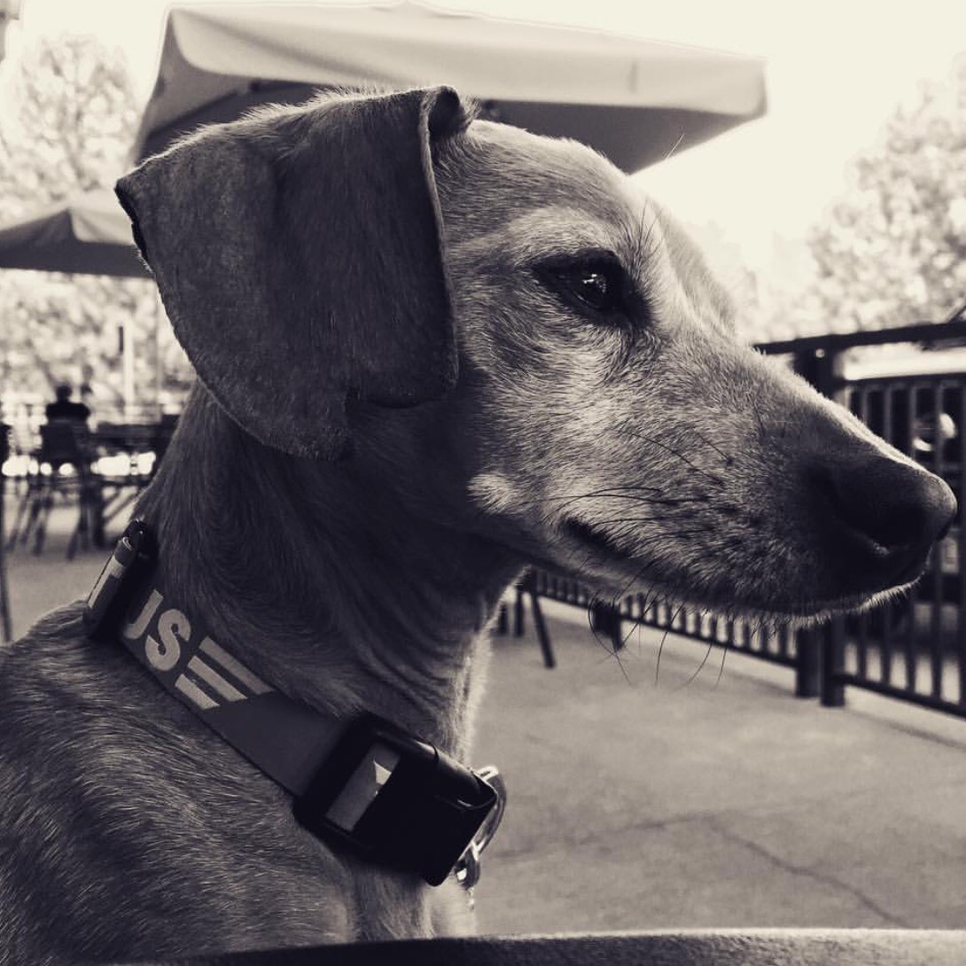 Amelia Earhart and her dog Nubbin | 9news.com