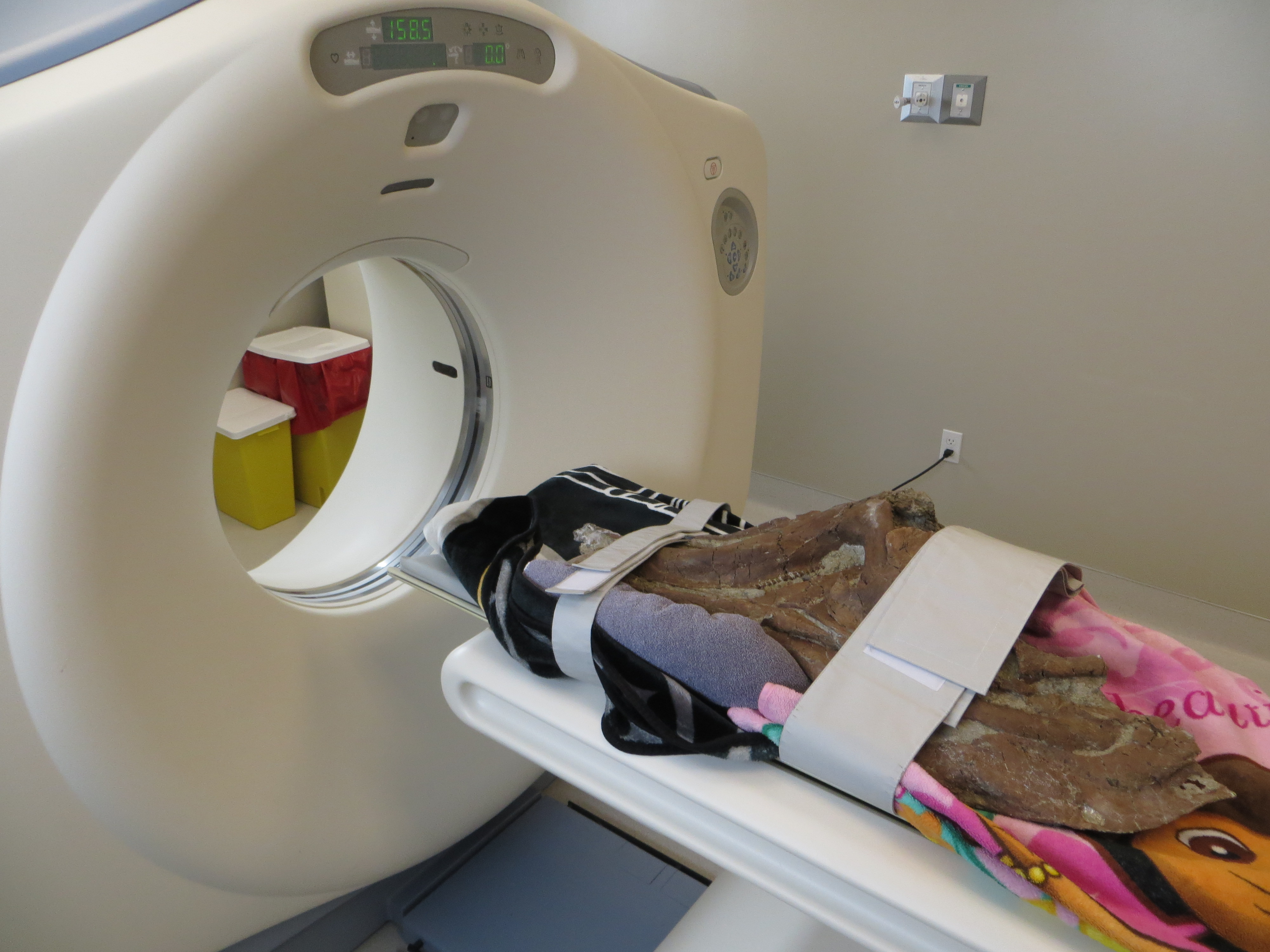 Dinosaur skull gets CT scan | 9news.com