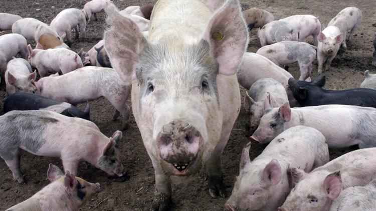 Colorado company to help big utility turn pig plop into power | 9news.com