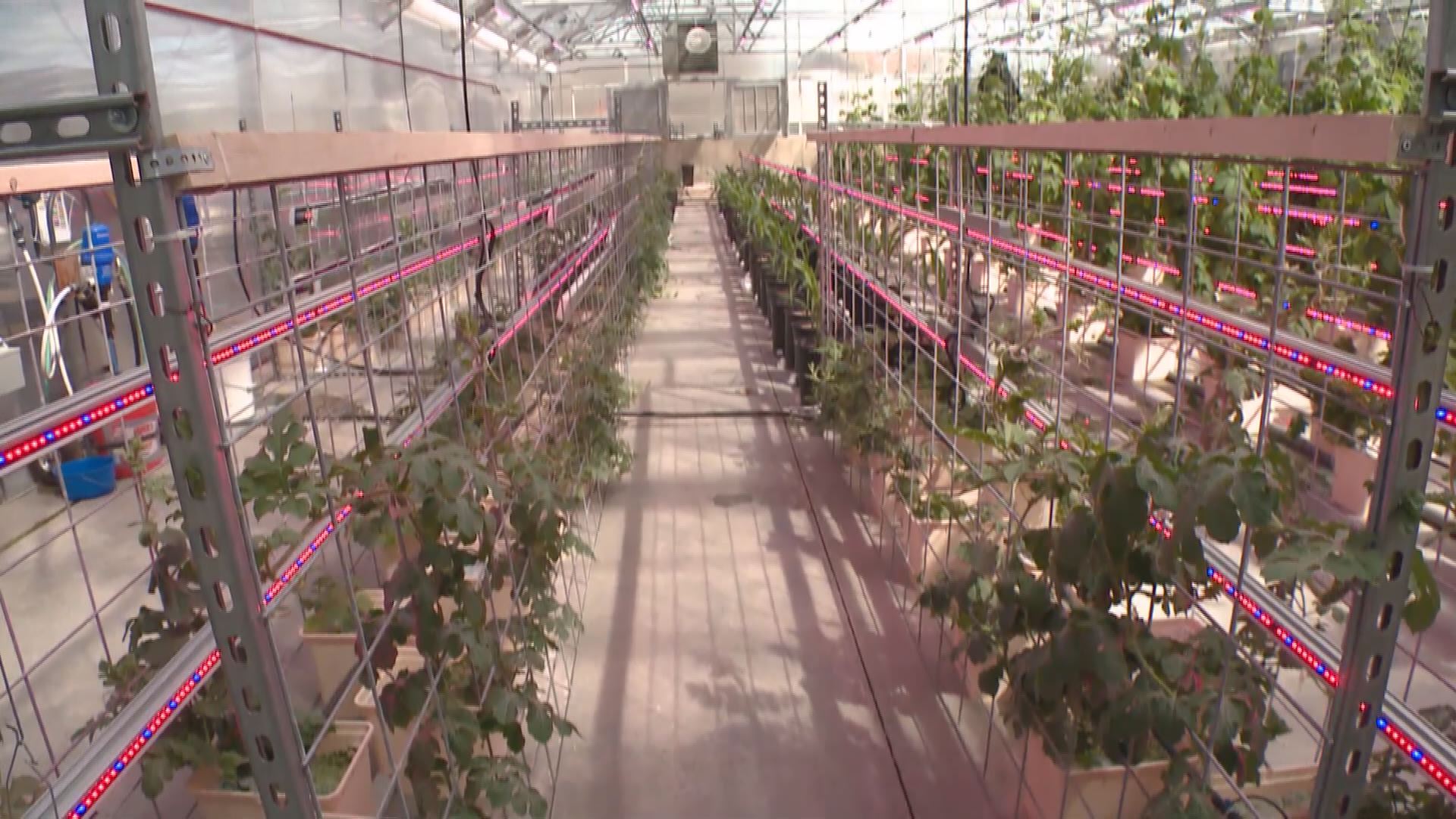 CSU uses LED lights to improve plant growth | 9news.com