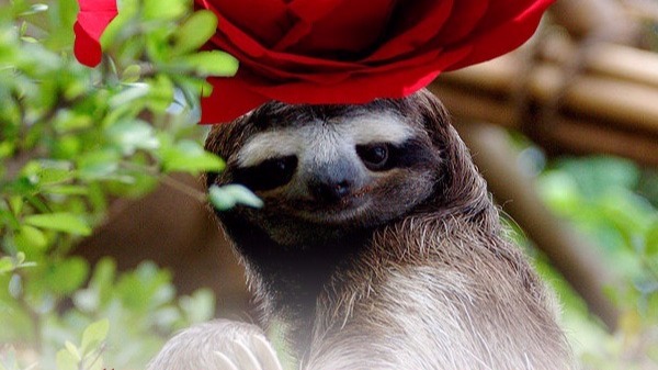 Here are some memes of sloths in derby hats to get you through your day ...