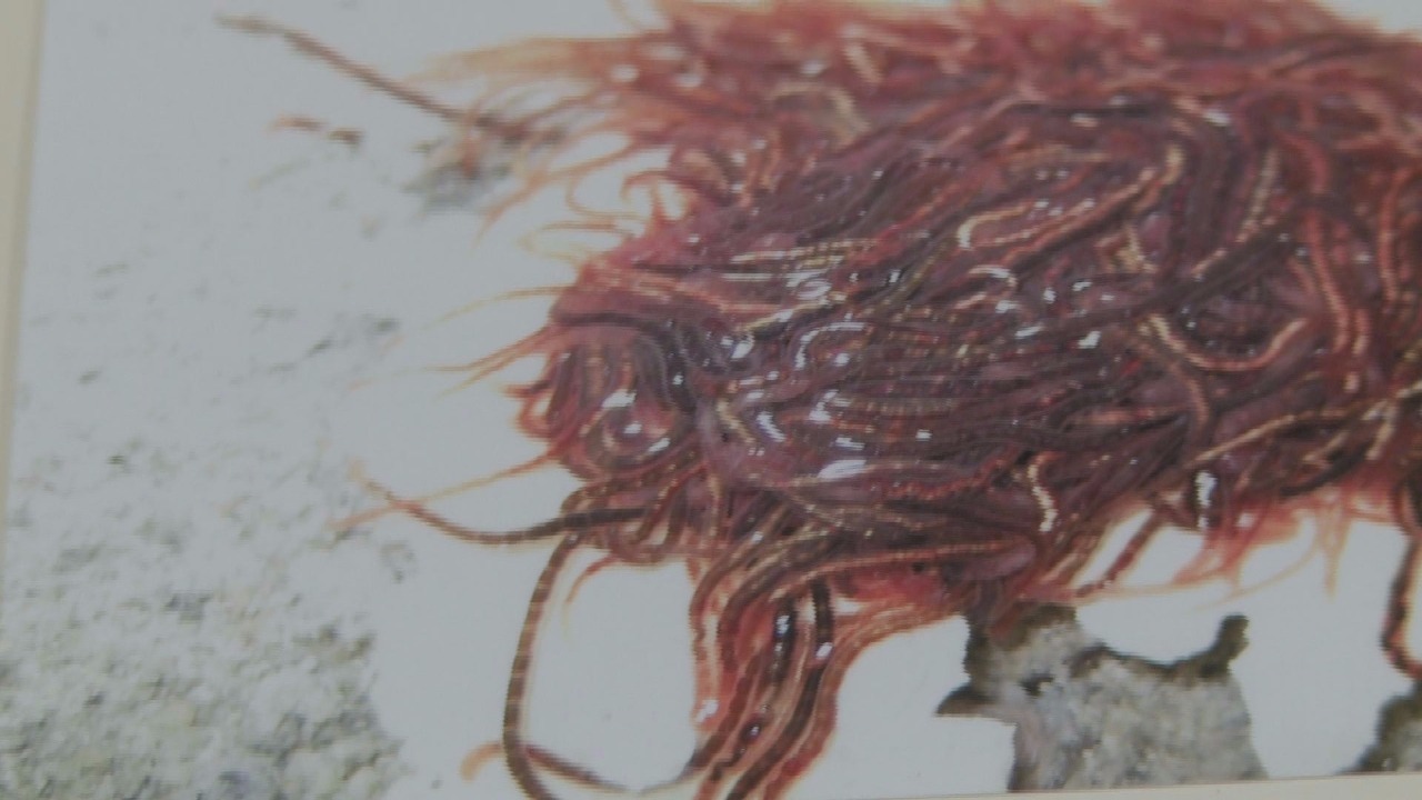 New worm species discovered in Steamboat | 11alive.com