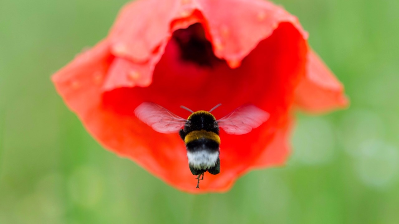 Why you might see more bees in Colorado | 9news.com