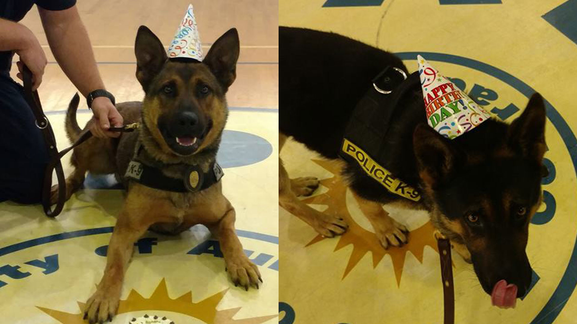 K9s celebrate their birthdays with cake, hats | 9news.com
