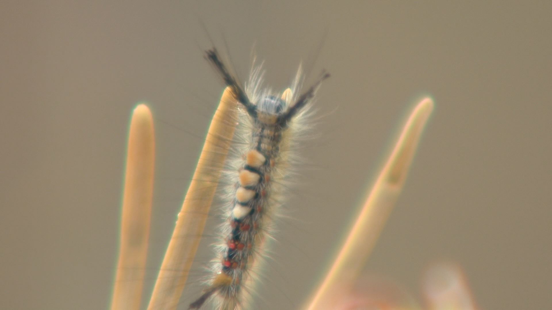 Invasive caterpillars increasing spread across state forests | 9news.com