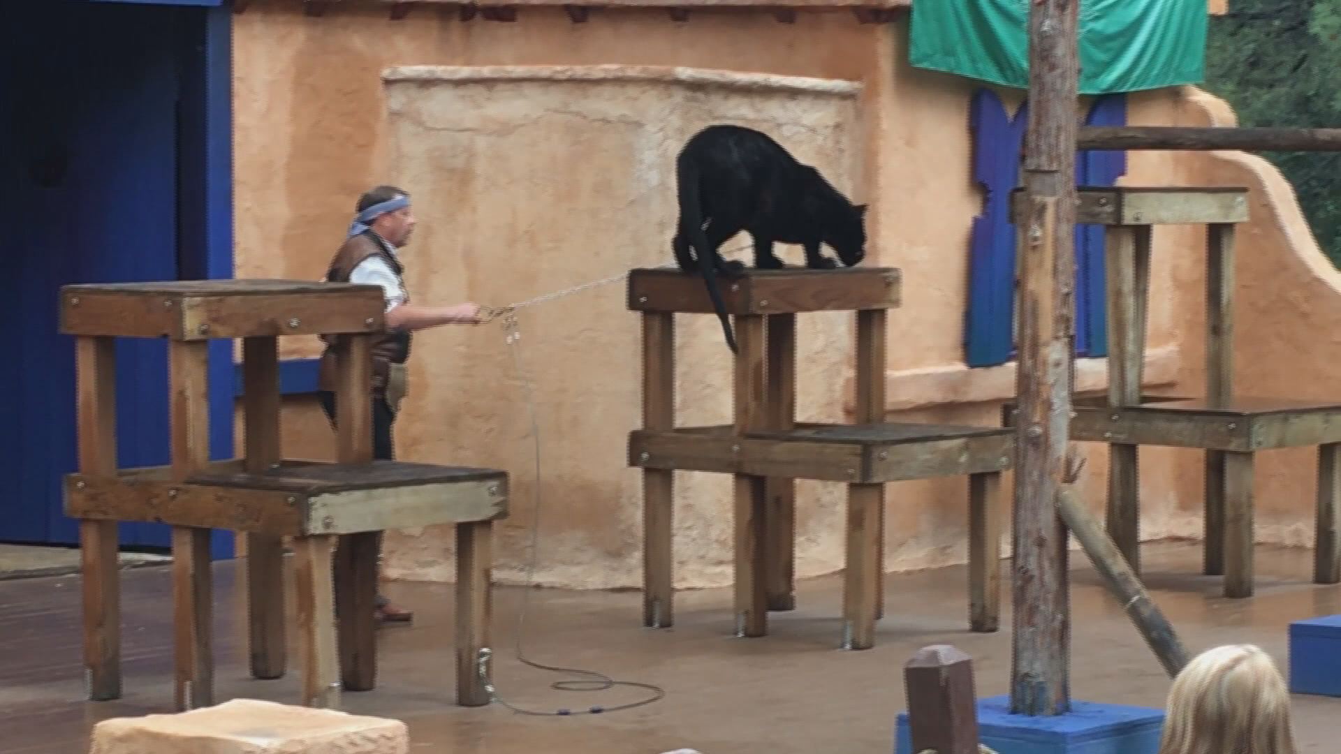Federal watchdogs eye the Catman | 9news.com