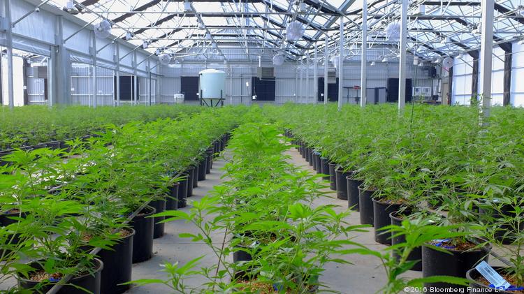 Colorado Pot Farms Chile: Largest Medical Marijuana Farm In Latin