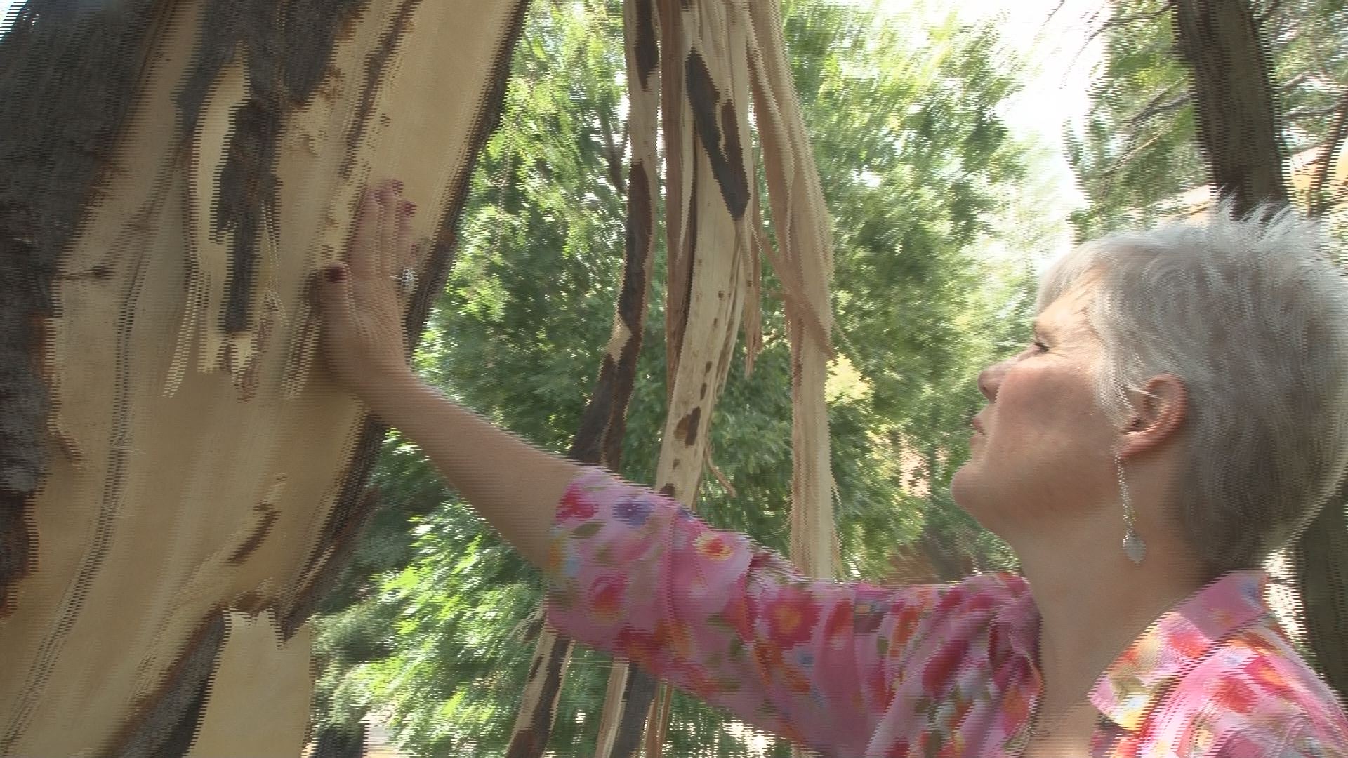 Lightning splinters tree in Arvada | 9news.com