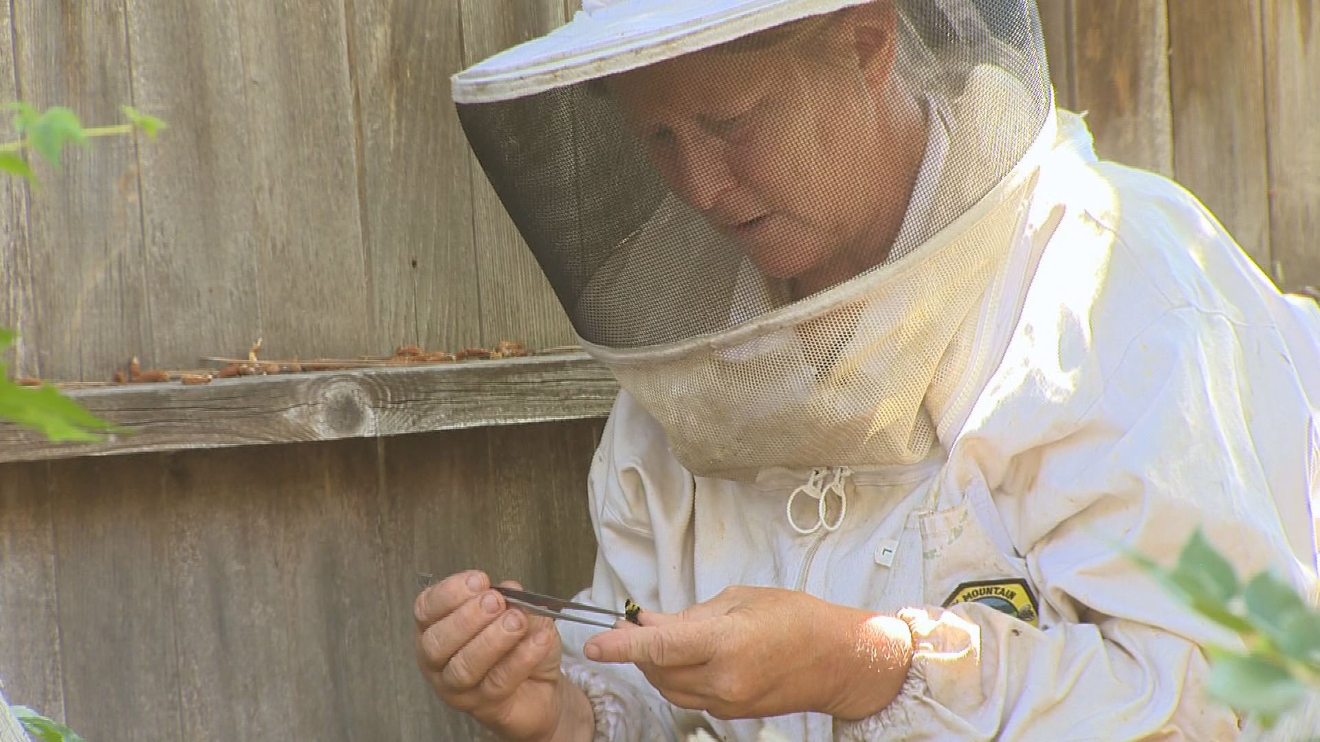 Safely removing bees from your property | 9news.com