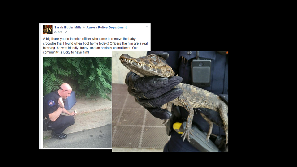 Wait … a police officer caught a caiman in Aurora?! | 9news.com