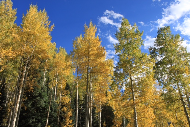 A hike worthy of Colorado's stunning fall colors: Booth Falls in Vail ...