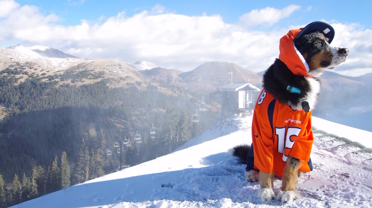 Dog supports Broncos, helps make snow | 9news.com
