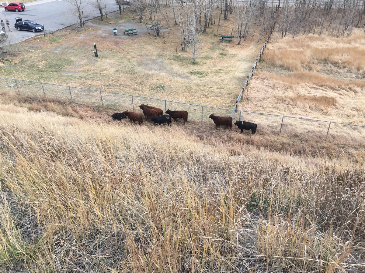 PHOTOS: Wandering cattle seen after semi truck rolls over | 9news.com